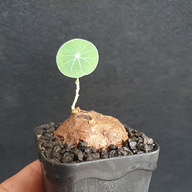 Stephania erecta(스테파니아 에렉타) : 네이버 블로그