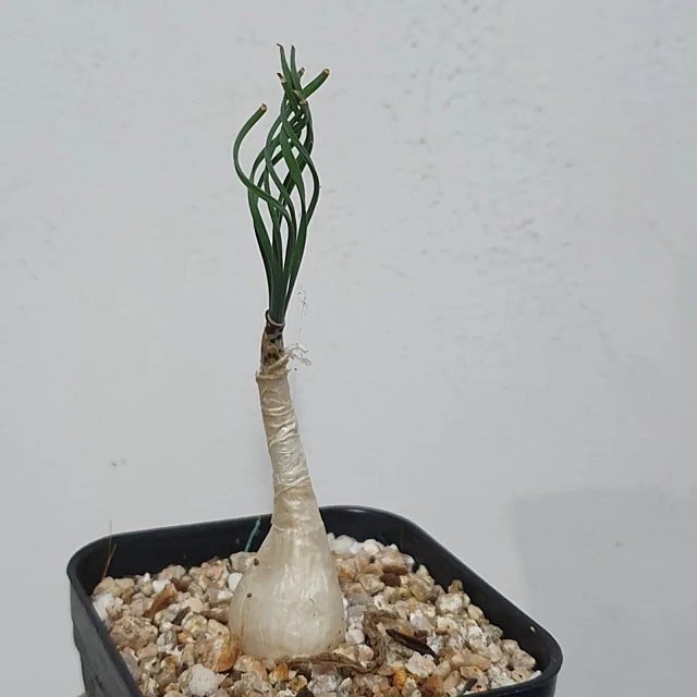 Gethyllis grandiflora hybrid 게실리스 그랜디플로라 하이브리드 : 네이버 블로그