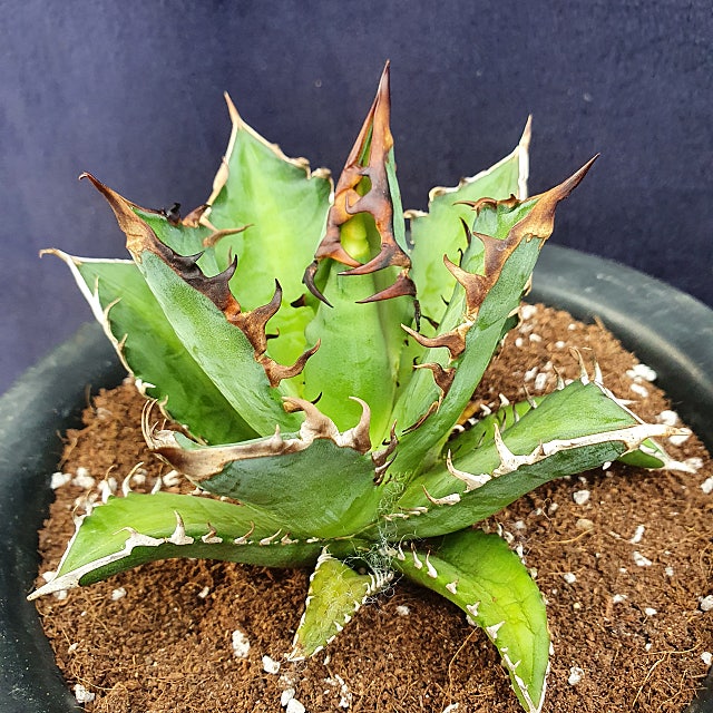 Agave titanota sun crown 선 크라운 : 네이버 블로그