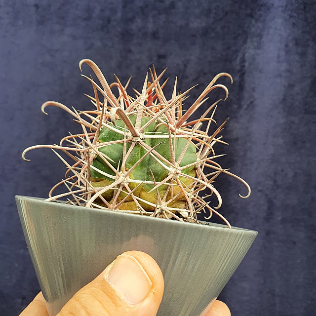 Ferocactus santa maria 산타마리아 실생 : 네이버 블로그
