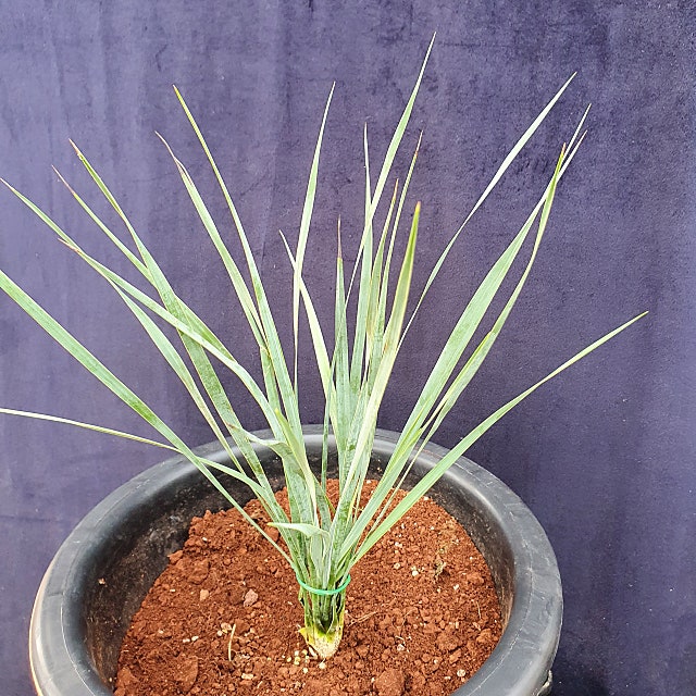 희귀식물 Yucca Rostrata 유카 로스트라타 실생 네이버 블로그