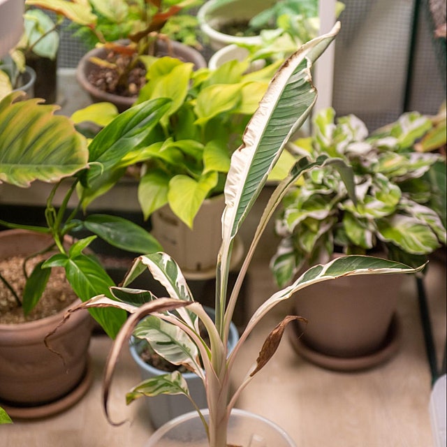 흰 무늬 바나나 Musa florida variegata : 네이버 블로그