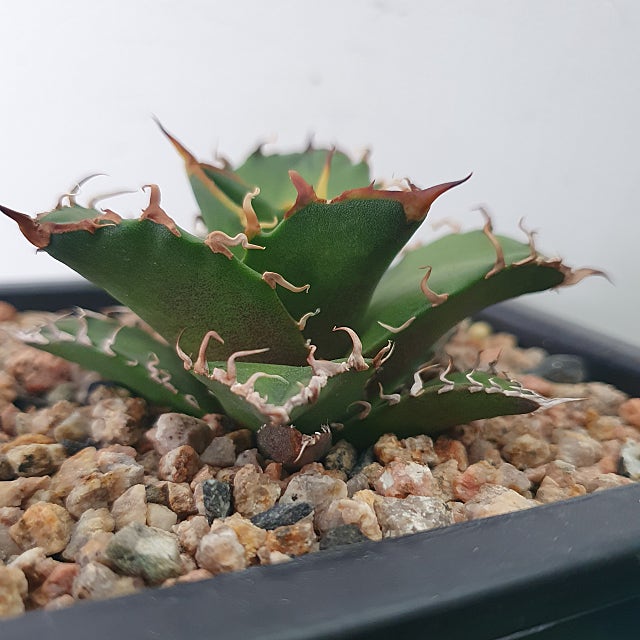 Agave titanota carsar : 네이버 블로그