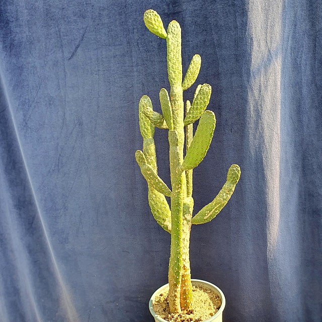 Consolea rubescens (Road Kill Cactus)만세 선인장 : 네이버 블로그